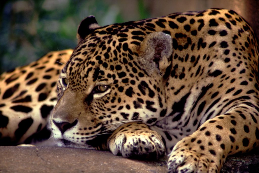 Nature and Jaguar Brazil Package in the Northern Pantanal